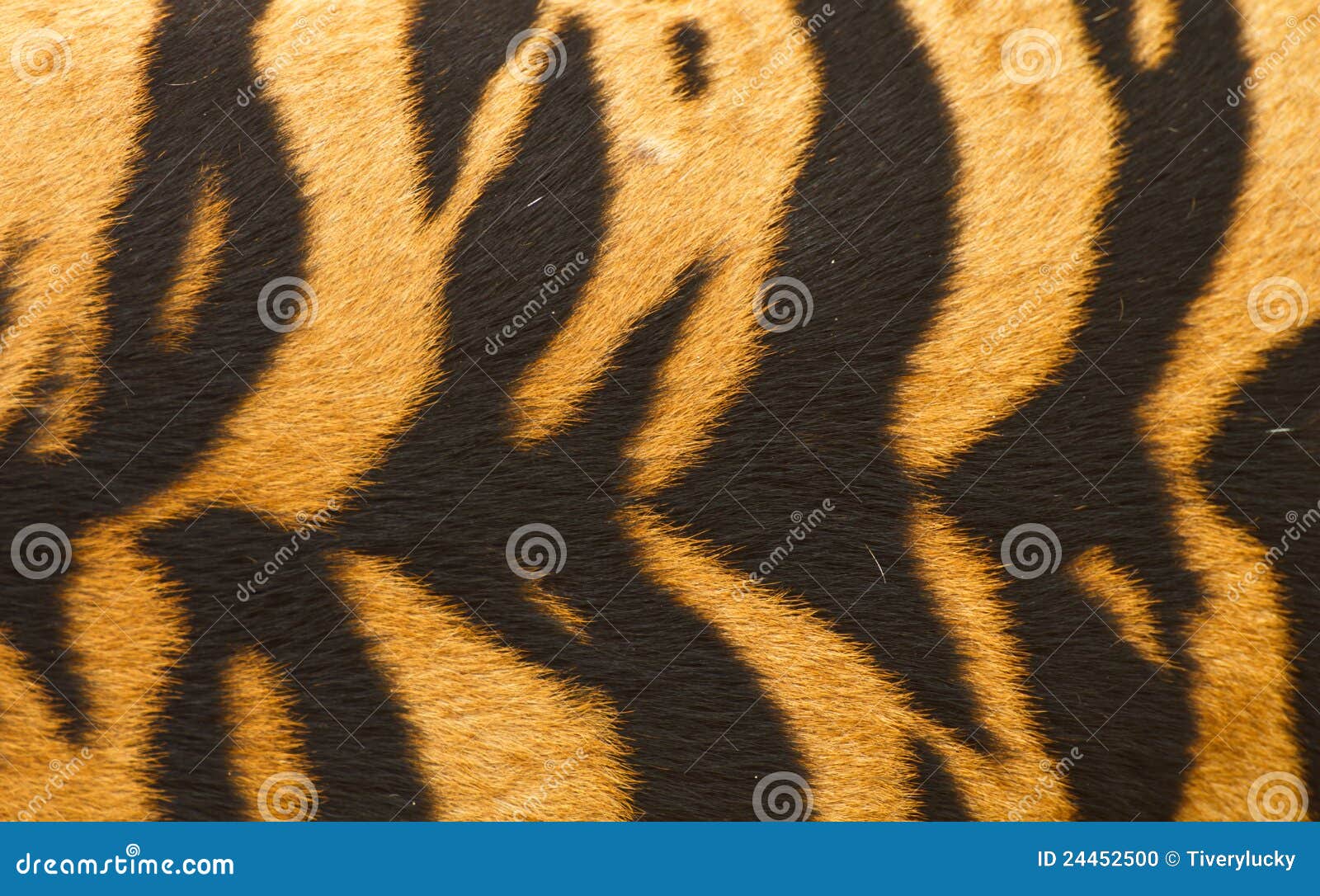 Patterns of tiger. stock photo. Image of abstract, wallpaper - 24452500