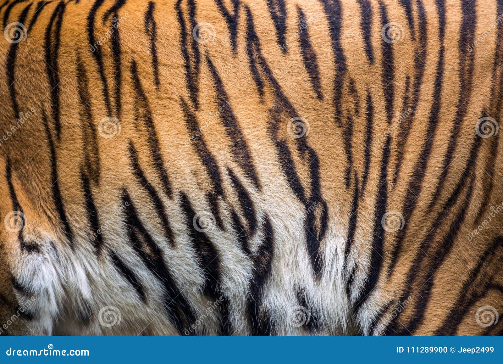 Patterns of tiger skin. stock photo. Image of colorful - 111289900