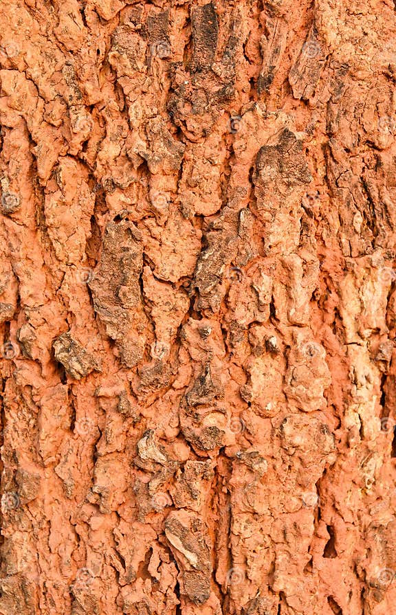 Patterns of tree bark stock photo. Image of cracked, line - 31429974