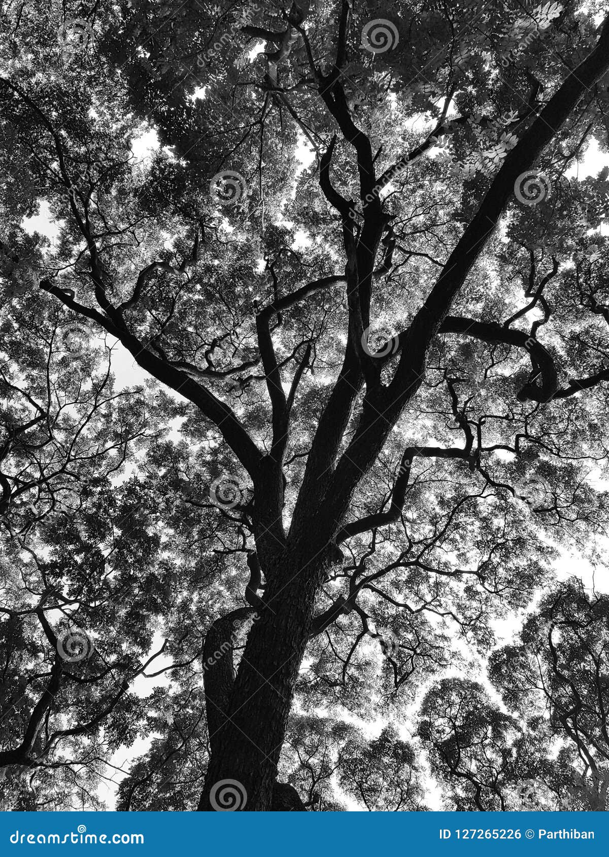 Patterns of a Tree Branch in Black and White Stock Photo - Image of ...