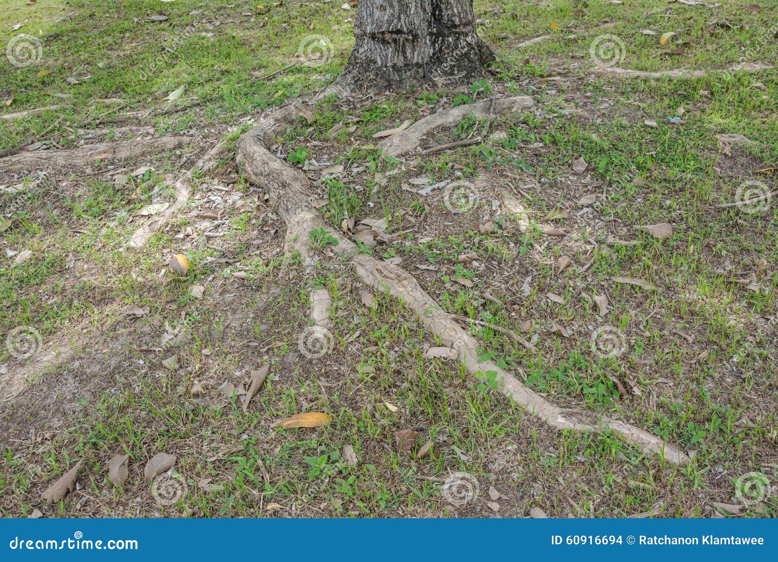 Patterns of tree roots stock photo. Image of abstract - 60916694