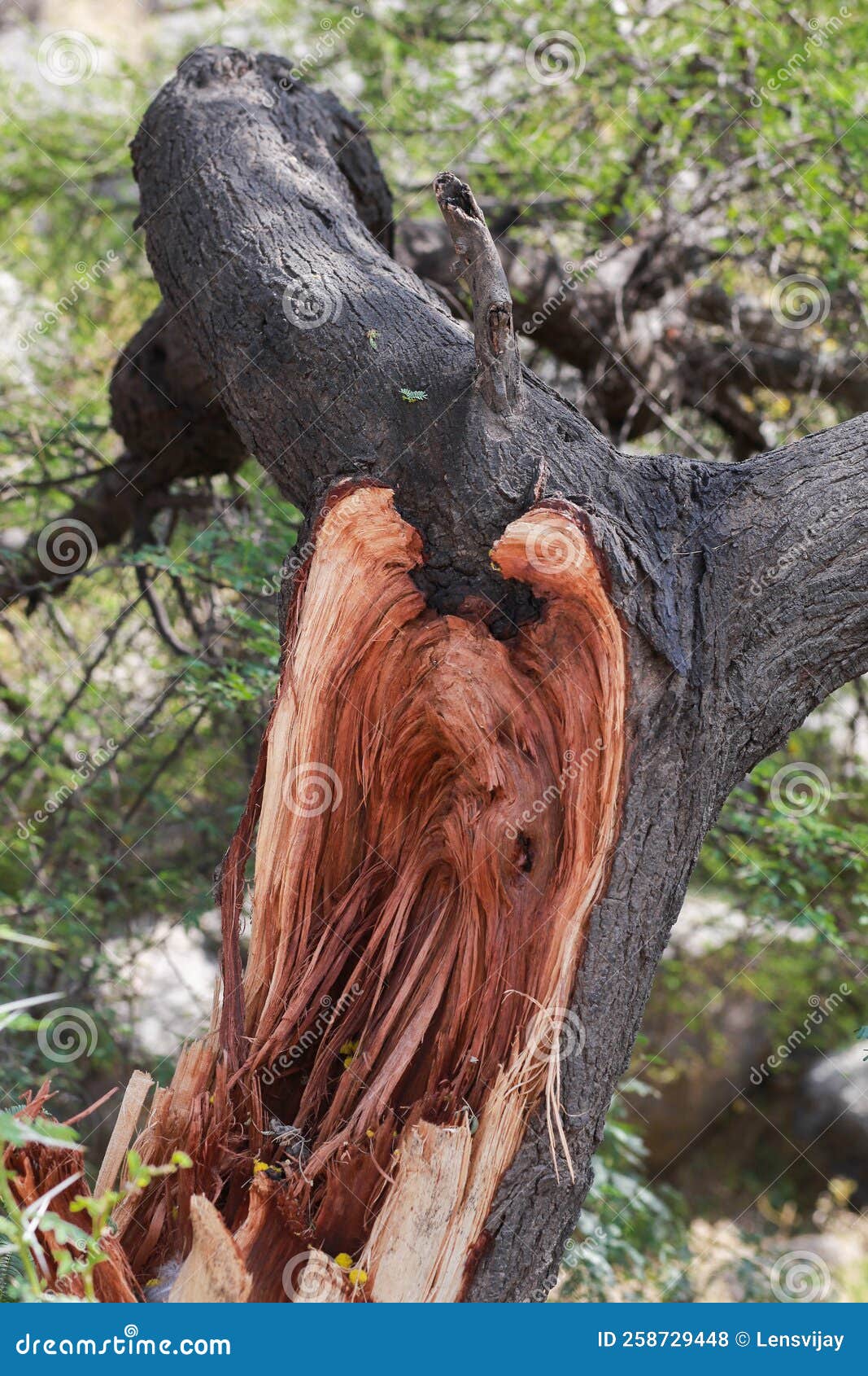 Patterns of the Tree Skin Texture. Real Nature Content for Sample ...