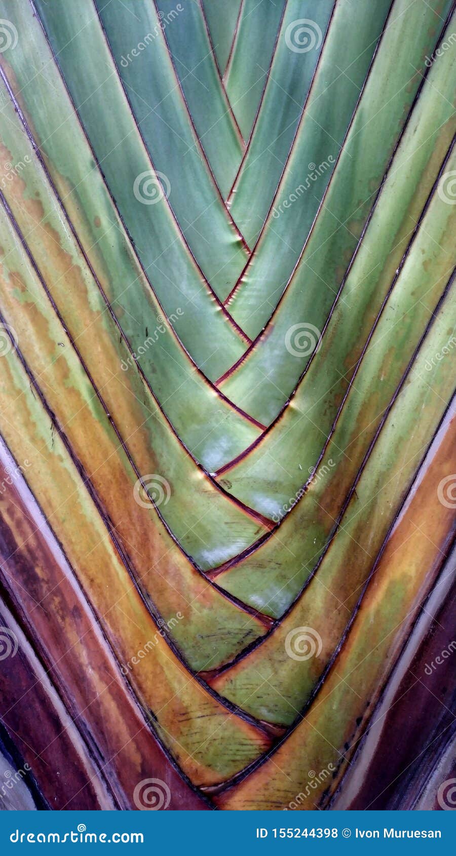 Patterns of a Tree Which is Extremely Beautiful Stock Photo - Image of ...