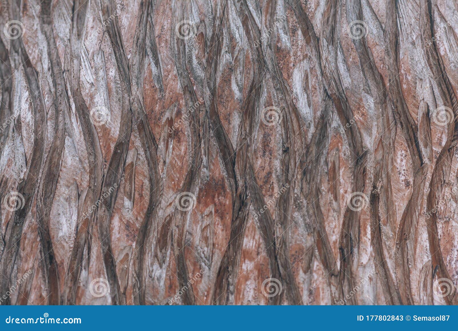 Patterns On The Tree. Wood Texture With Sawn Patterns. Natural Wood ...