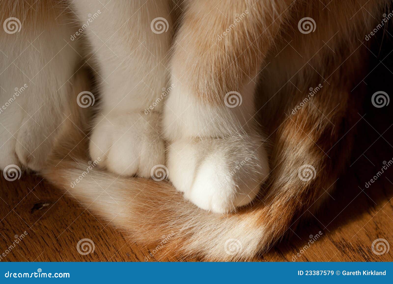 Pattes de chats image stock. Image du gingembre, étage - 23387579