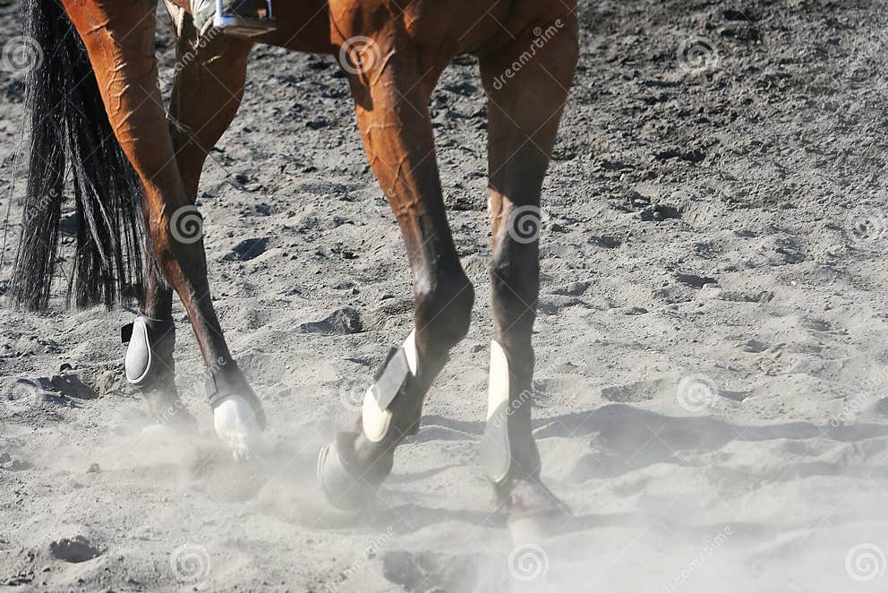 Pattes de cheval image stock. Image du compartiment, jarrets - 2398157
