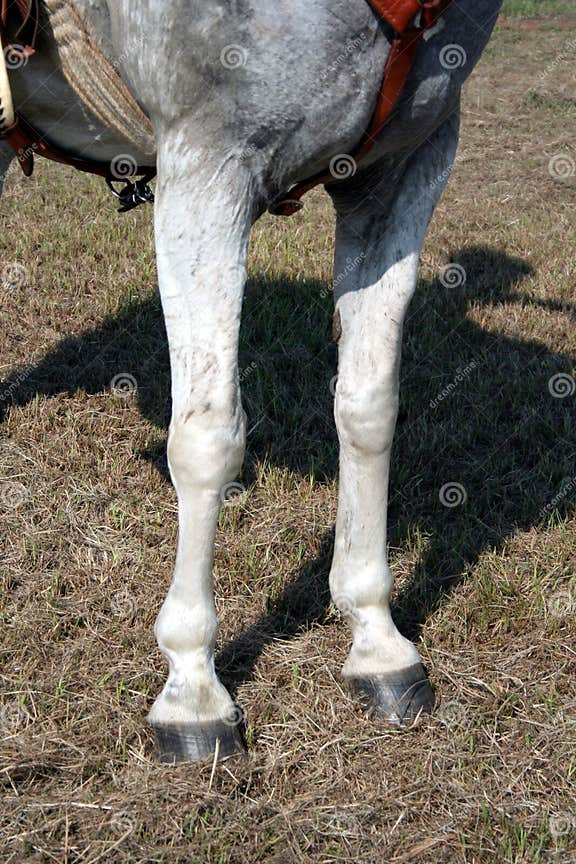 Pattes de cheval image stock. Image du blanc, cheval, sabots - 3157225