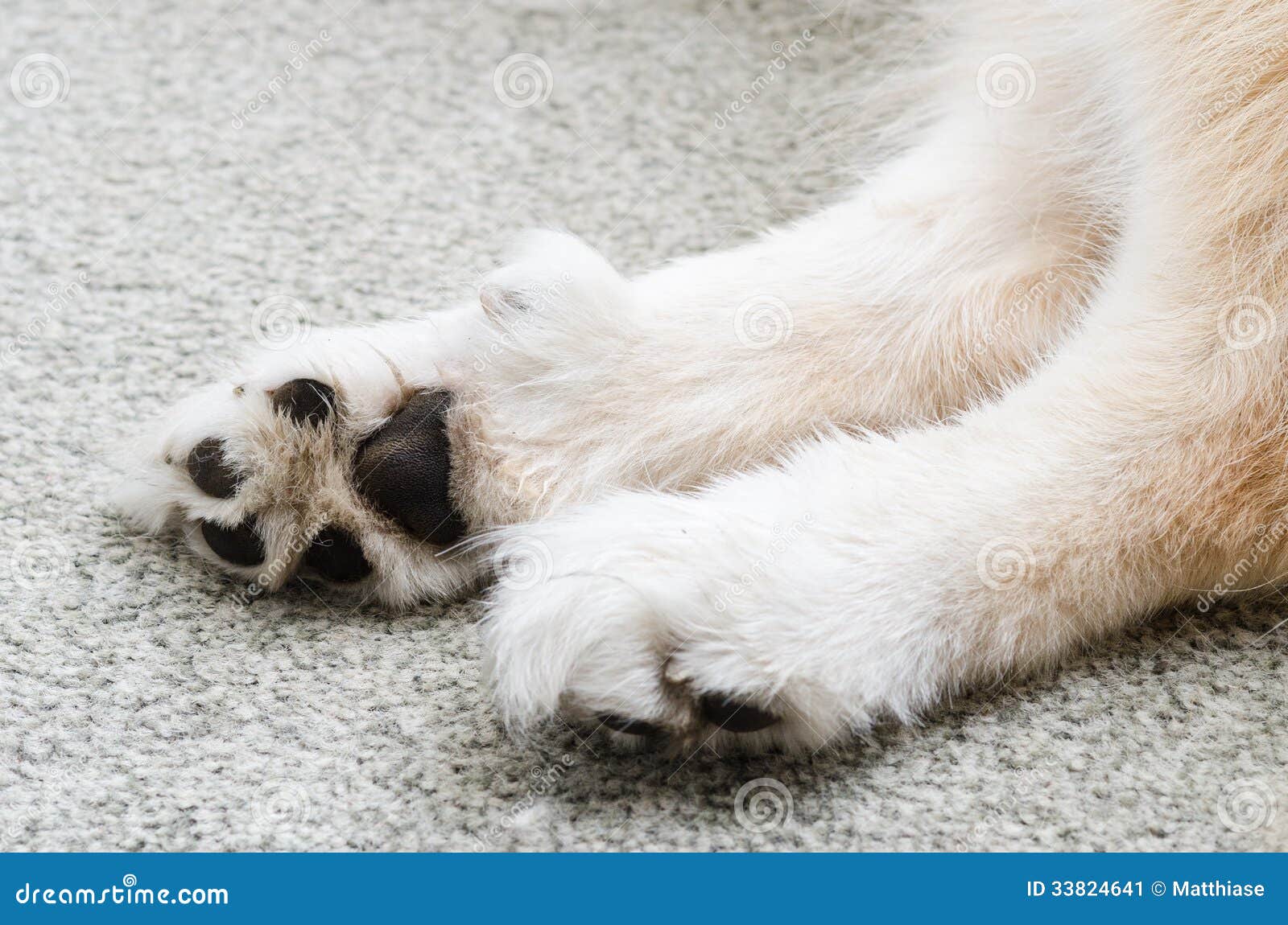 Pattes de chien image stock. Image du crabot, patte, adorable - 33824641