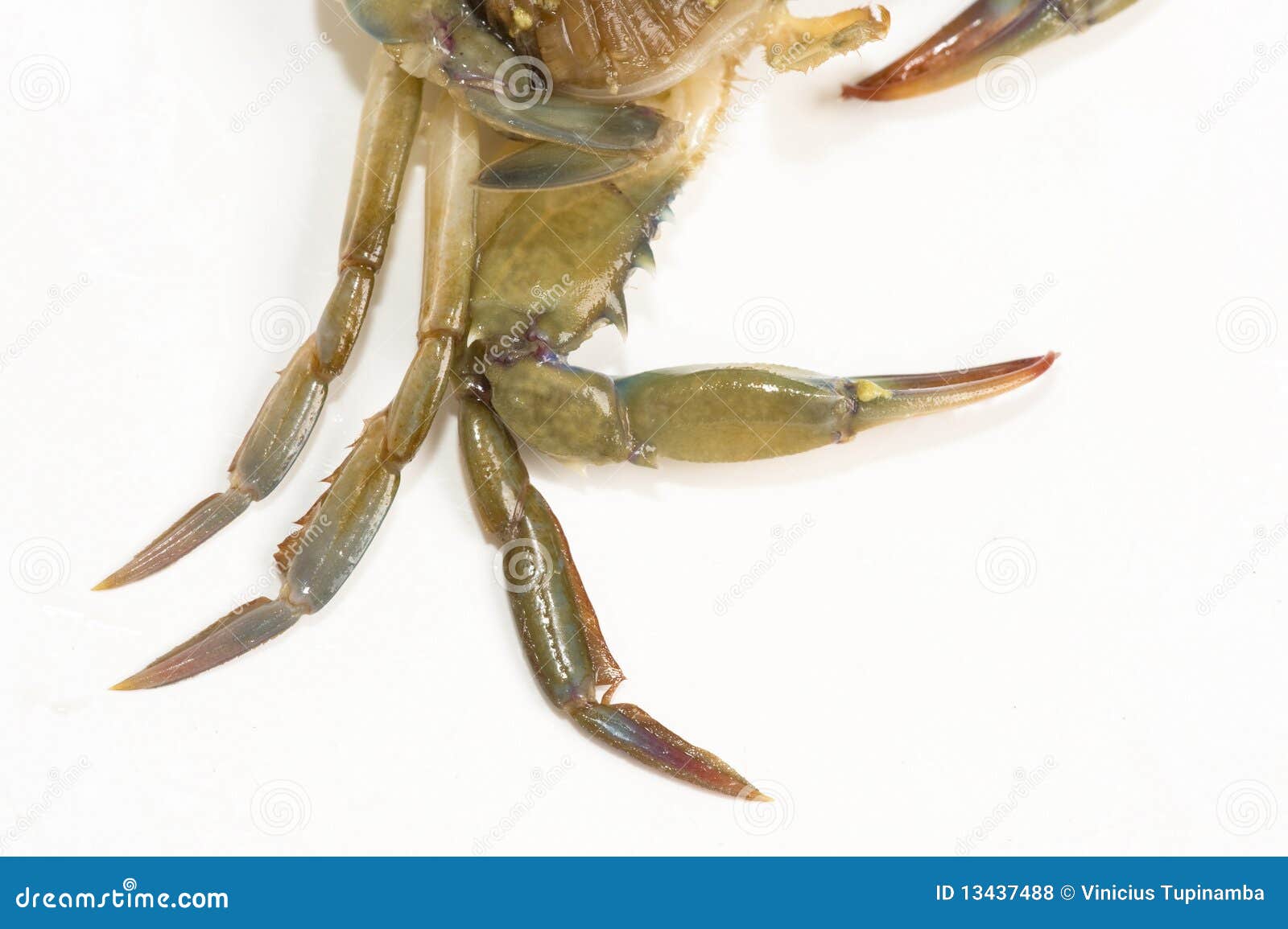 Pattes de crabe photo stock. Image du nourriture, ingrédients - 13437488