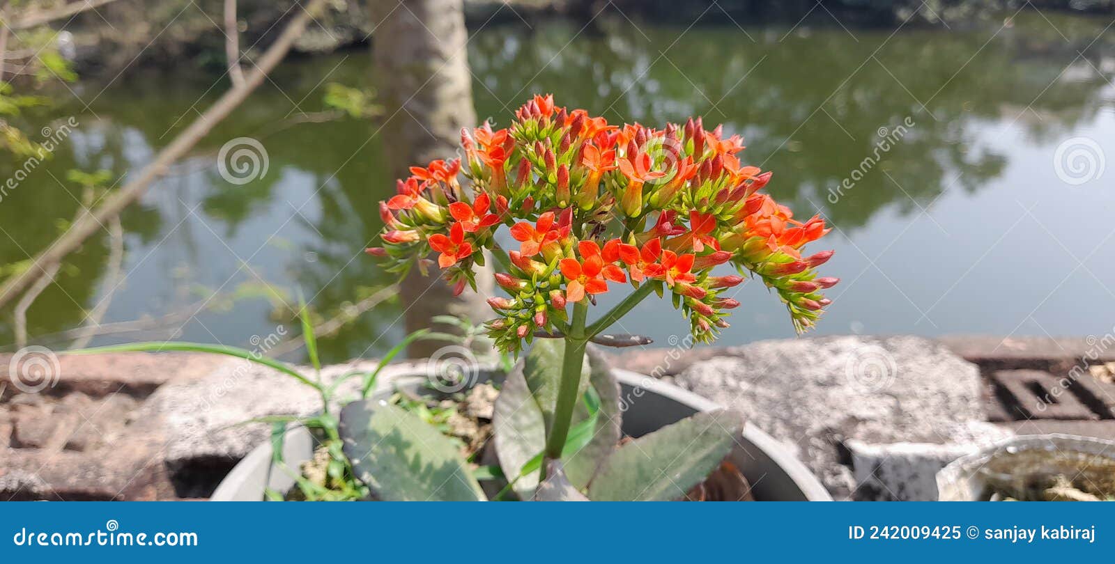 Patthar Kuchi Flower the Red Flower Stock Image - Image of grass ...