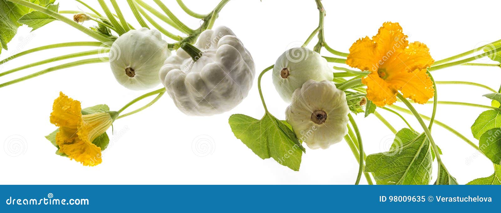 Pattypan, Courge Blanche, Pepo De Cucurbita Image stock - Image du ...