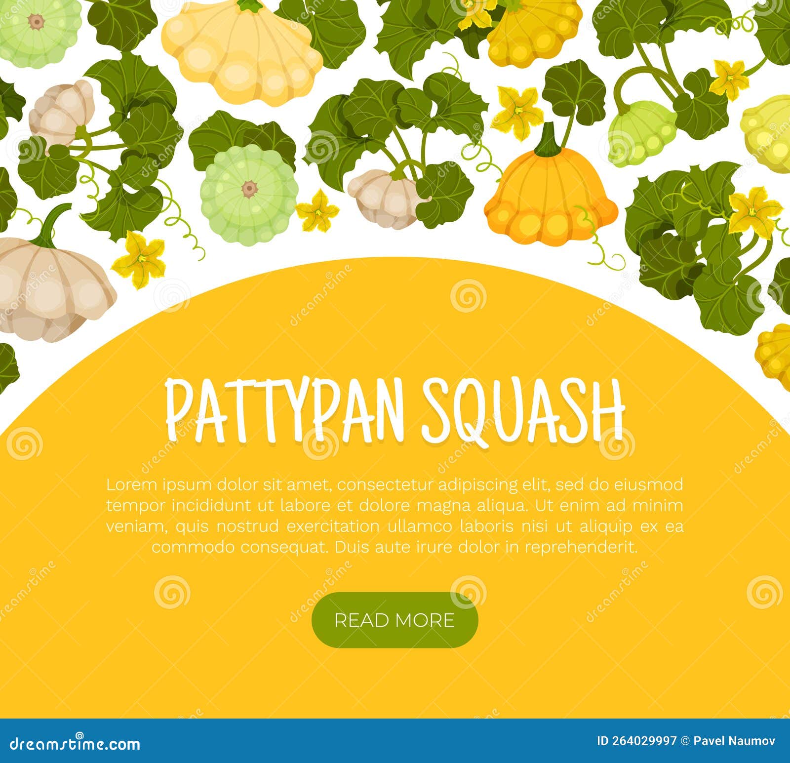 Pattypan Squash Design with Shallow Shape Vegetable with Scalloped ...