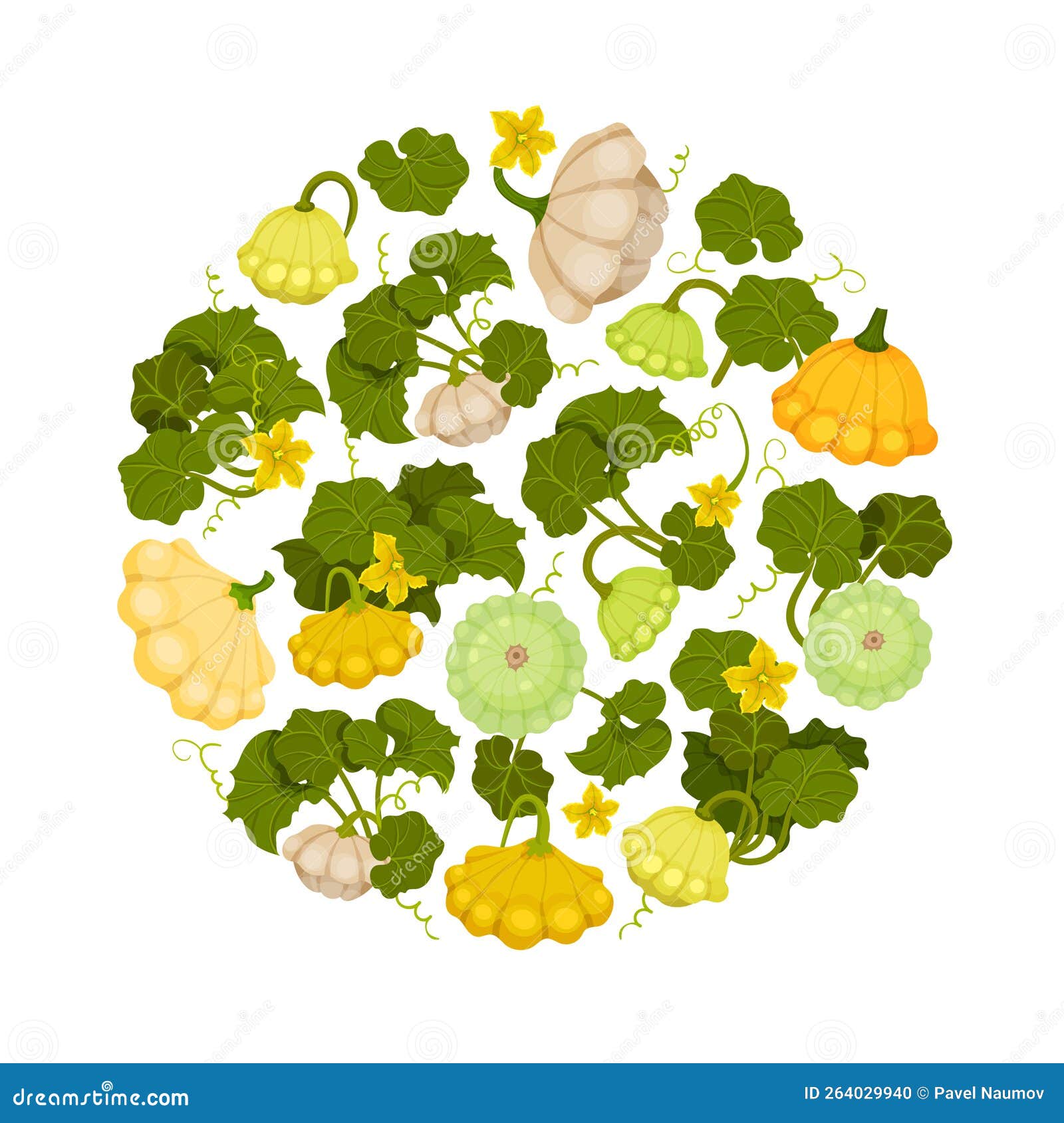 Pattypan Squash Round Composition Design with Shallow Shape Vegetable ...