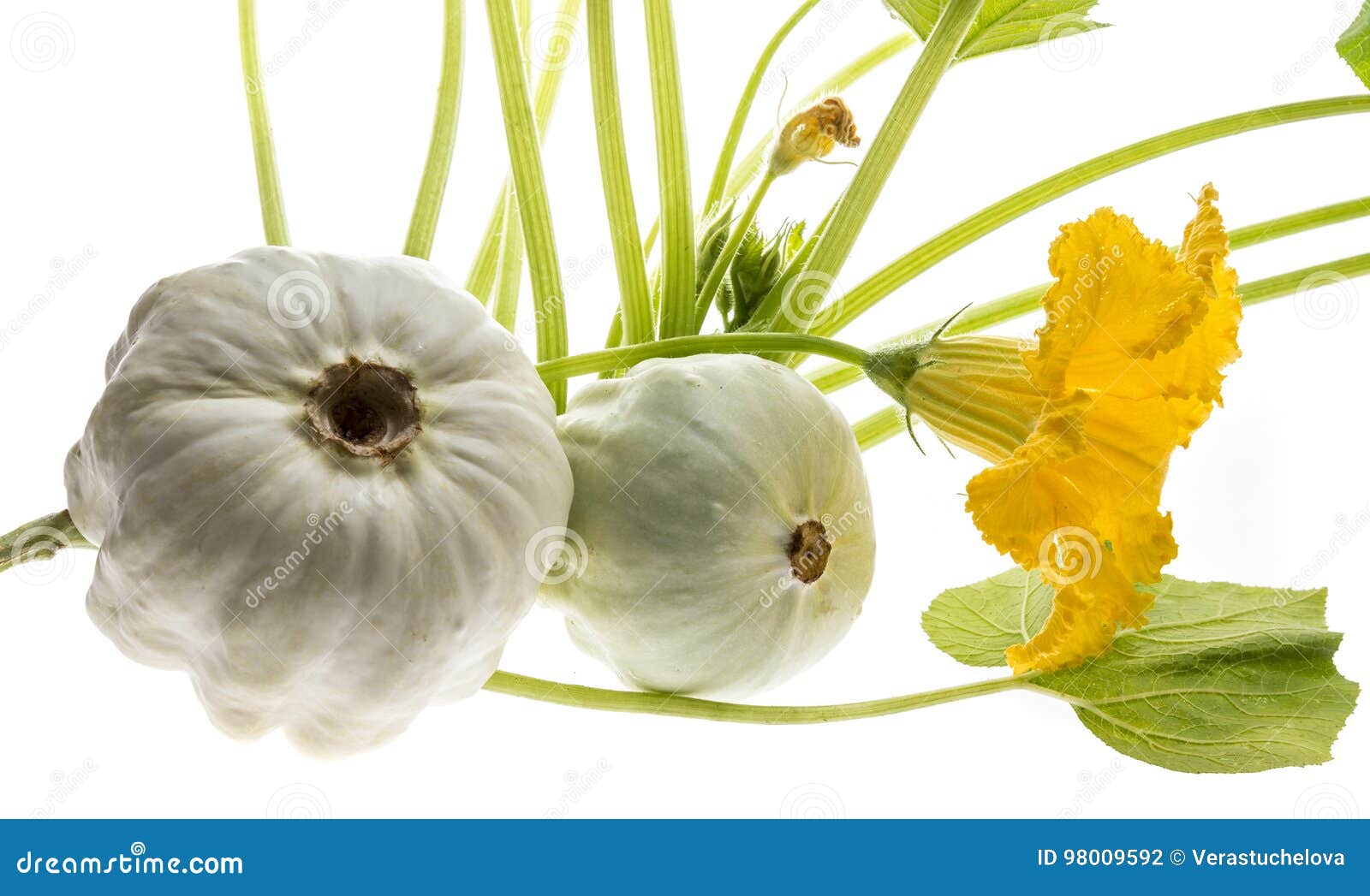 Pattypan, Witte Pompoen, Cucurbita-pepo Stock Foto - Image of ...