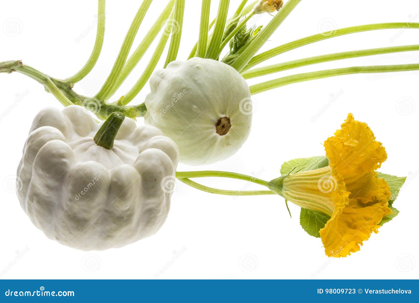 Pattypan, Witte Pompoen, Cucurbita-pepoinstallatie Stock Afbeelding ...