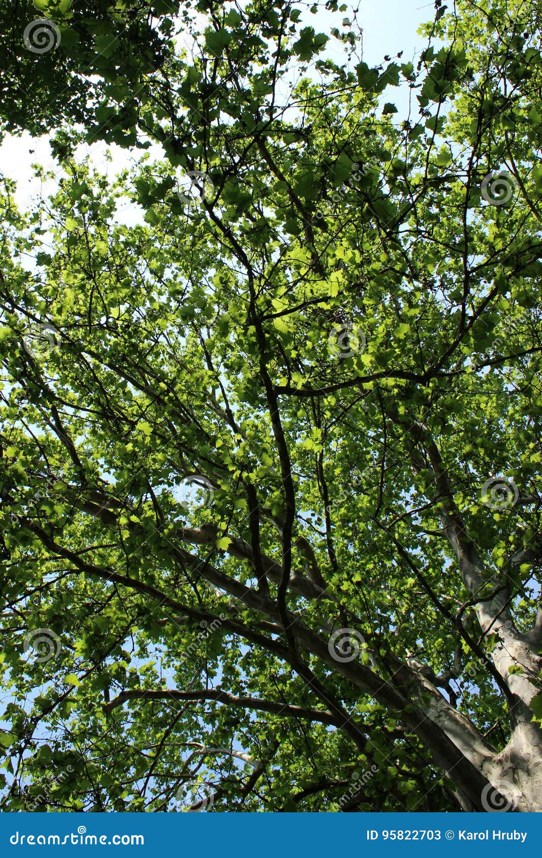 The patulous tree-top stock image. Image of nature, blossom - 95822703