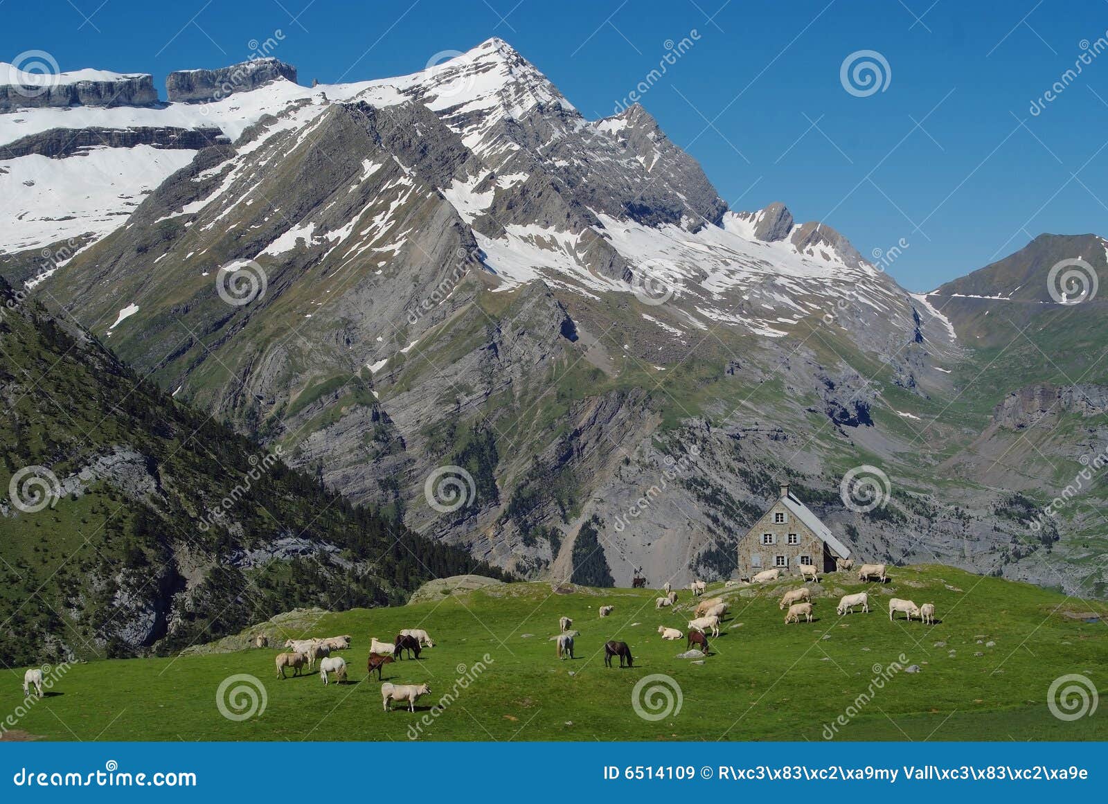 Paturage pyrennees stock image. Image of breche, gavarny - 6514109