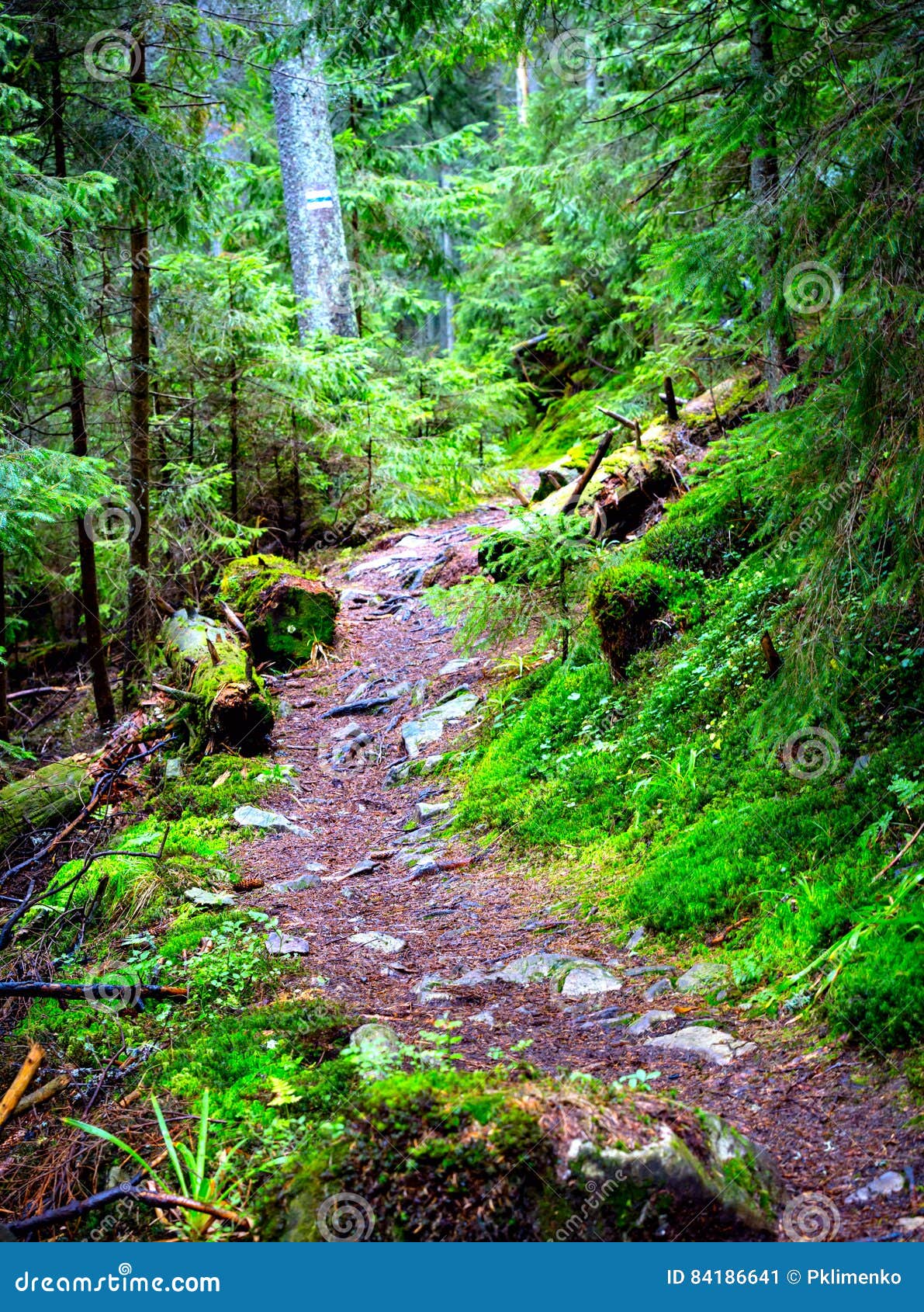 Patway in green forest stock image. Image of scene, garden - 84186641