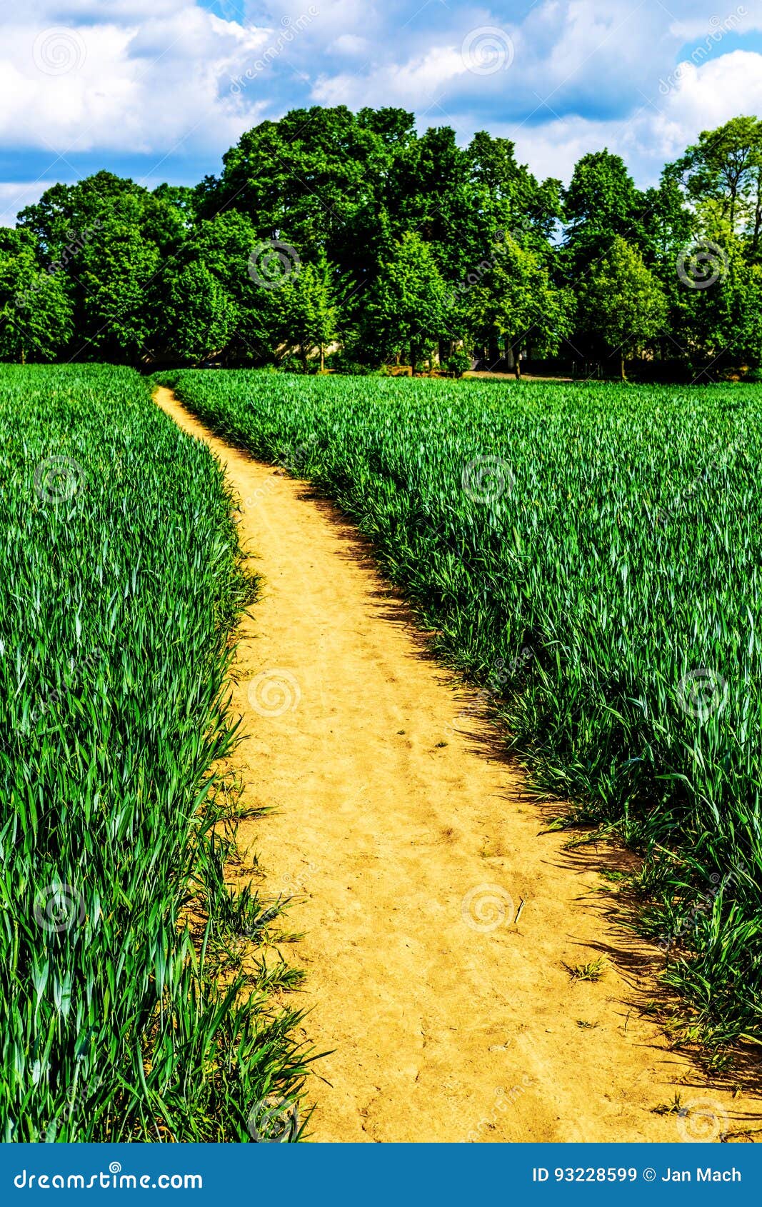 Patway through Green Wheat Field Stock Image - Image of cloudy ...