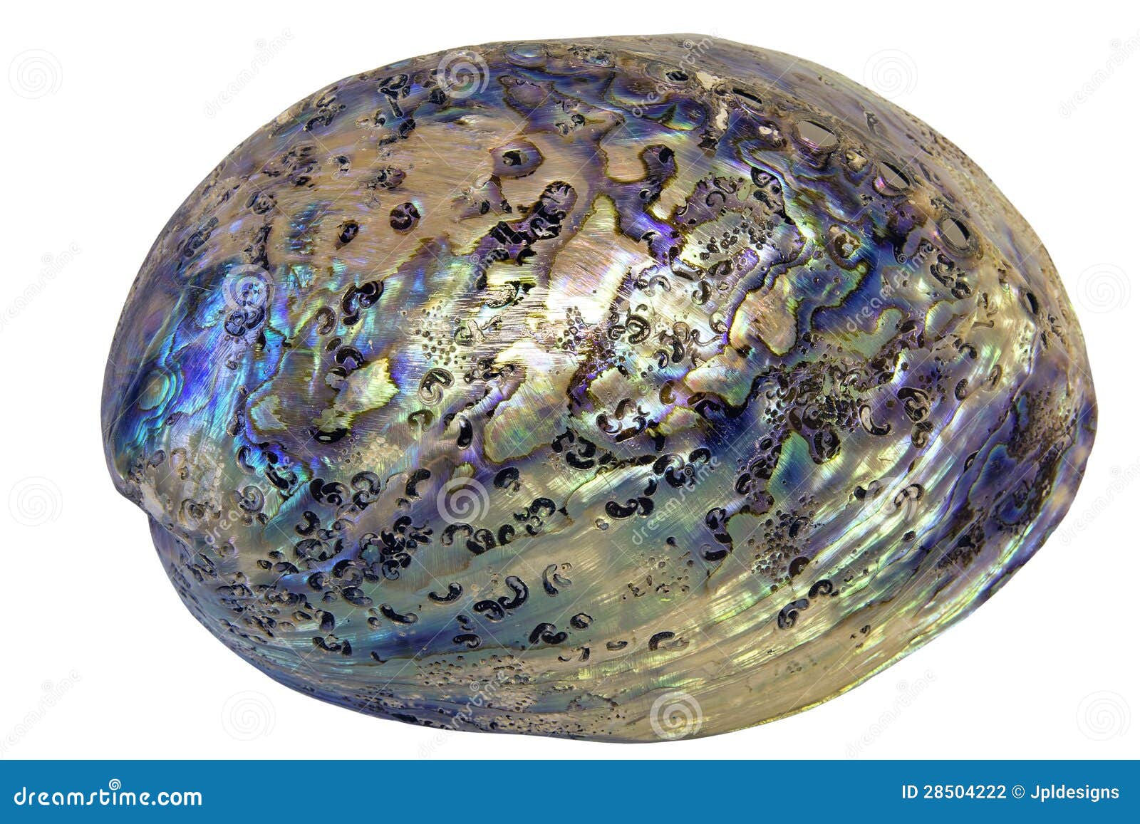 Paua Abalone Shell Closeup stock photo. Image of green - 28504222