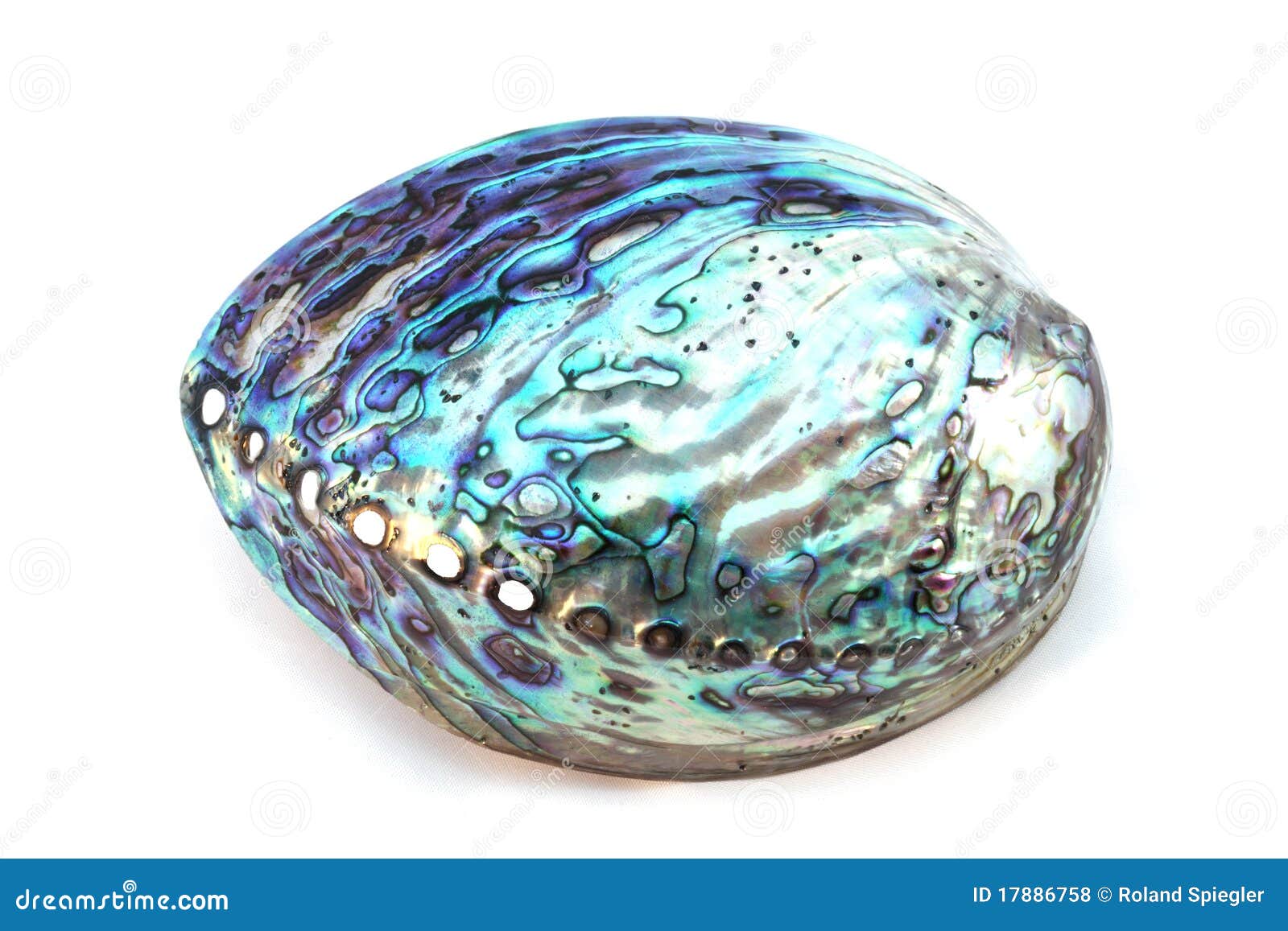 Paua shell stock photo. Image of paua, shell, beach, ocean - 17886758
