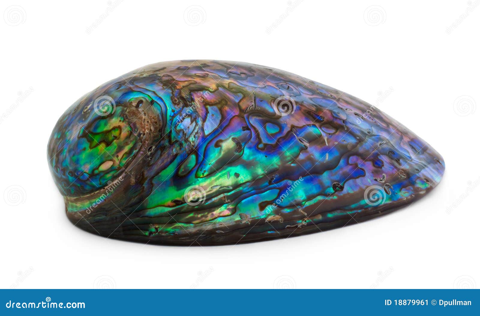 Paua Shell stock image. Image of abalone, curved, snail - 18879961