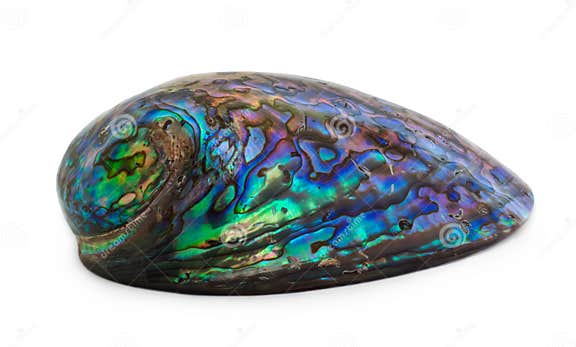 Paua Shell stock image. Image of abalone, curved, snail - 18879961
