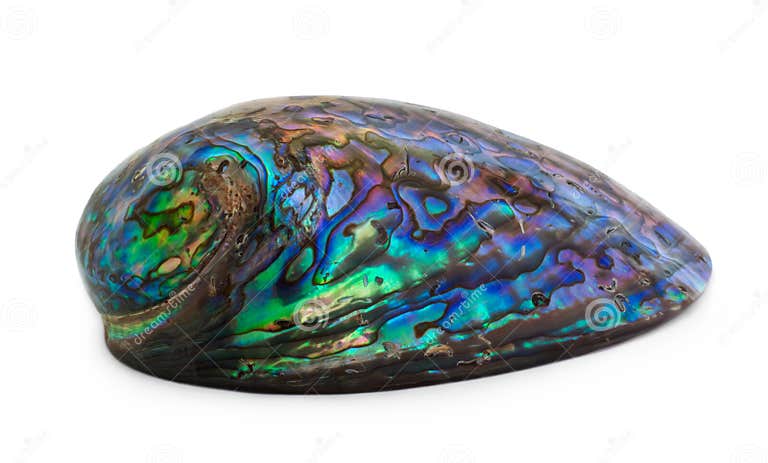 Paua Shell stock image. Image of abalone, curved, snail - 18879961