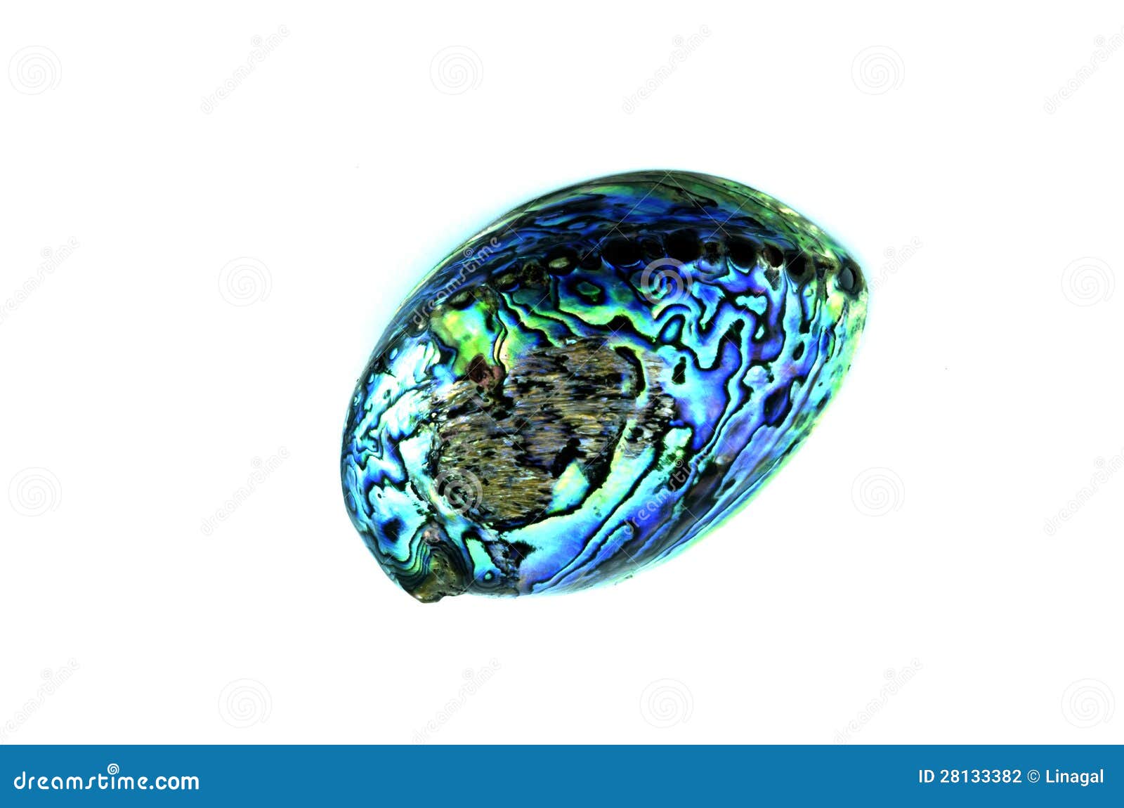 Colorful Paua Sea Shells, Stones And Seaweed On The Beach In New ...