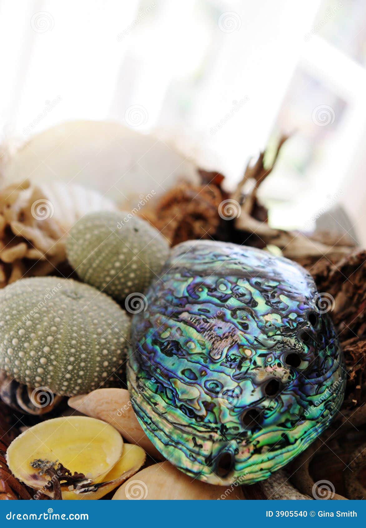 Paua shell stock photo. Image of seaegg, cultural, shell - 3905540