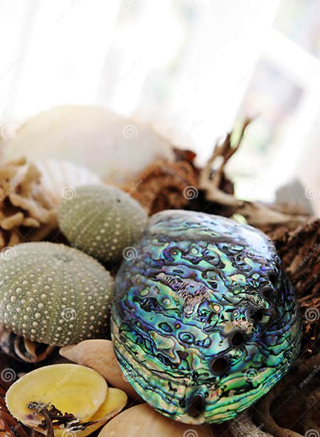 Paua shell stock photo. Image of seaegg, cultural, shell - 3905540