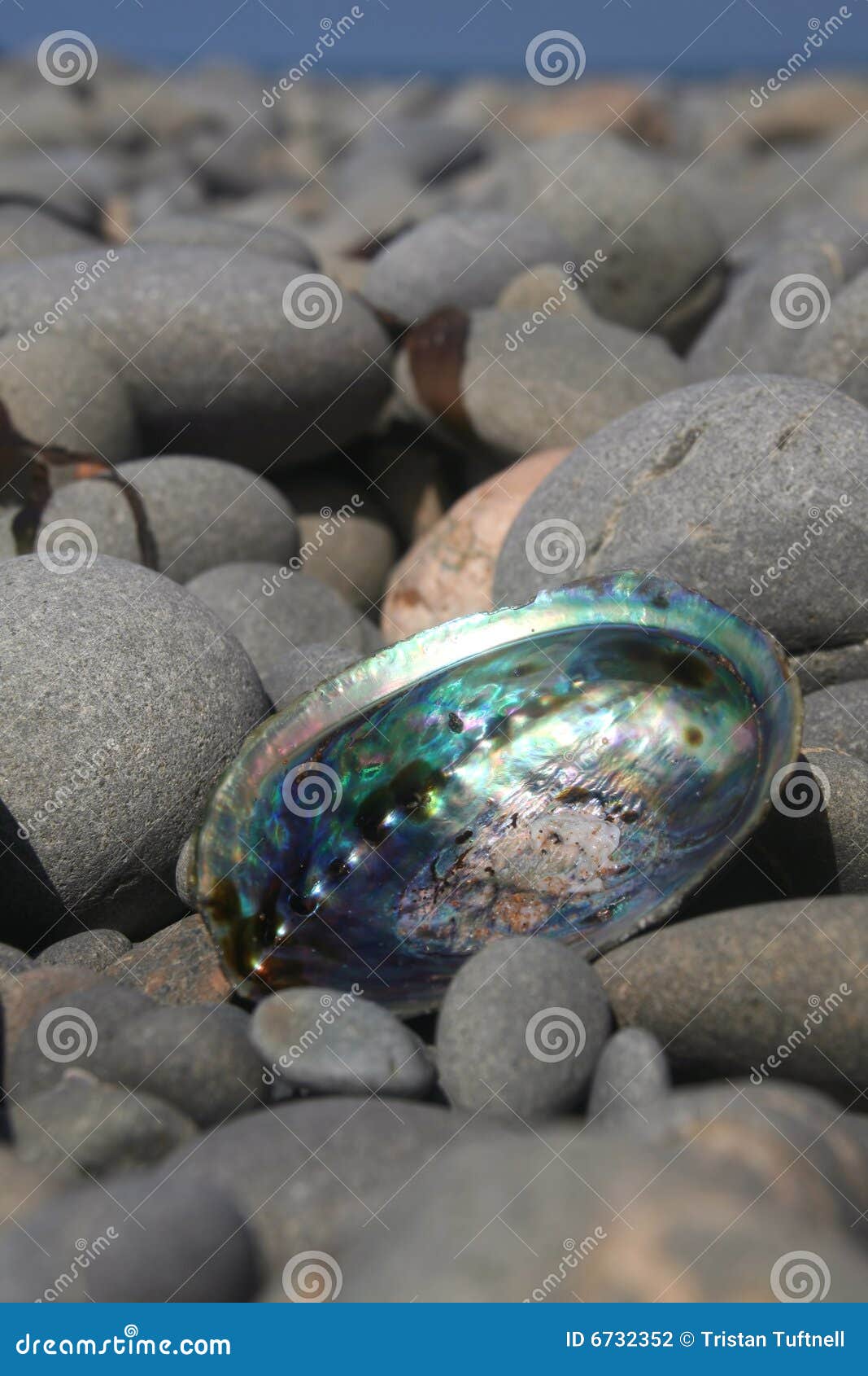 Paua Shell stock photo. Image of shell, space, boulder - 6732352
