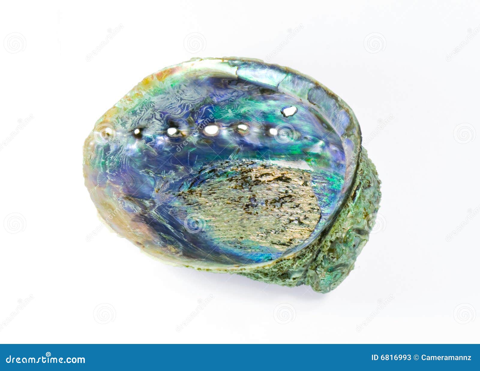 Paua shell stock image. Image of delicacy, blue, creature - 6816993