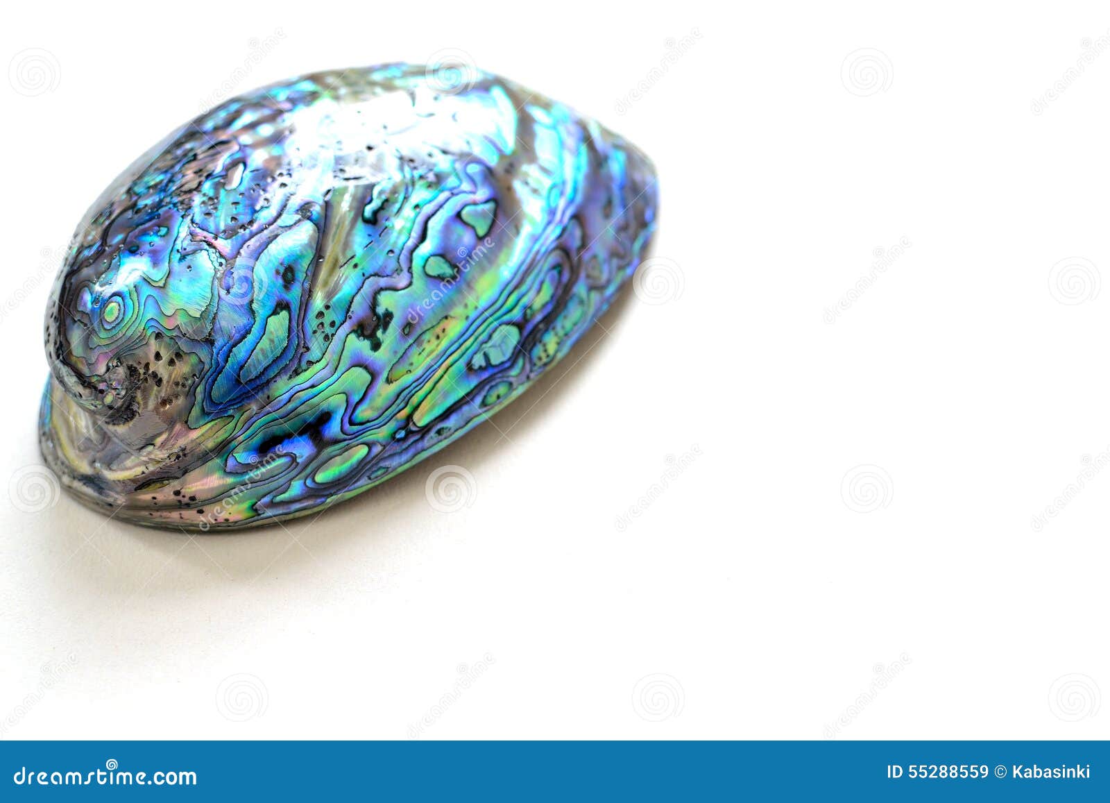 Paua shell stock image. Image of mollusk, oceans, paua - 55288559