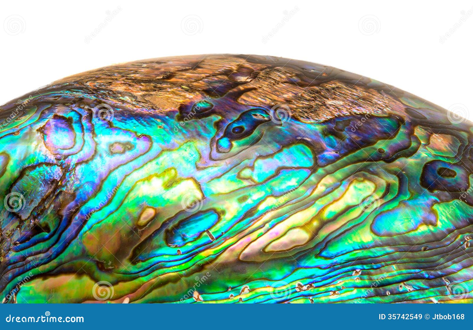 Paua Shell stock image. Image of vibrant, snail, curved - 35742549