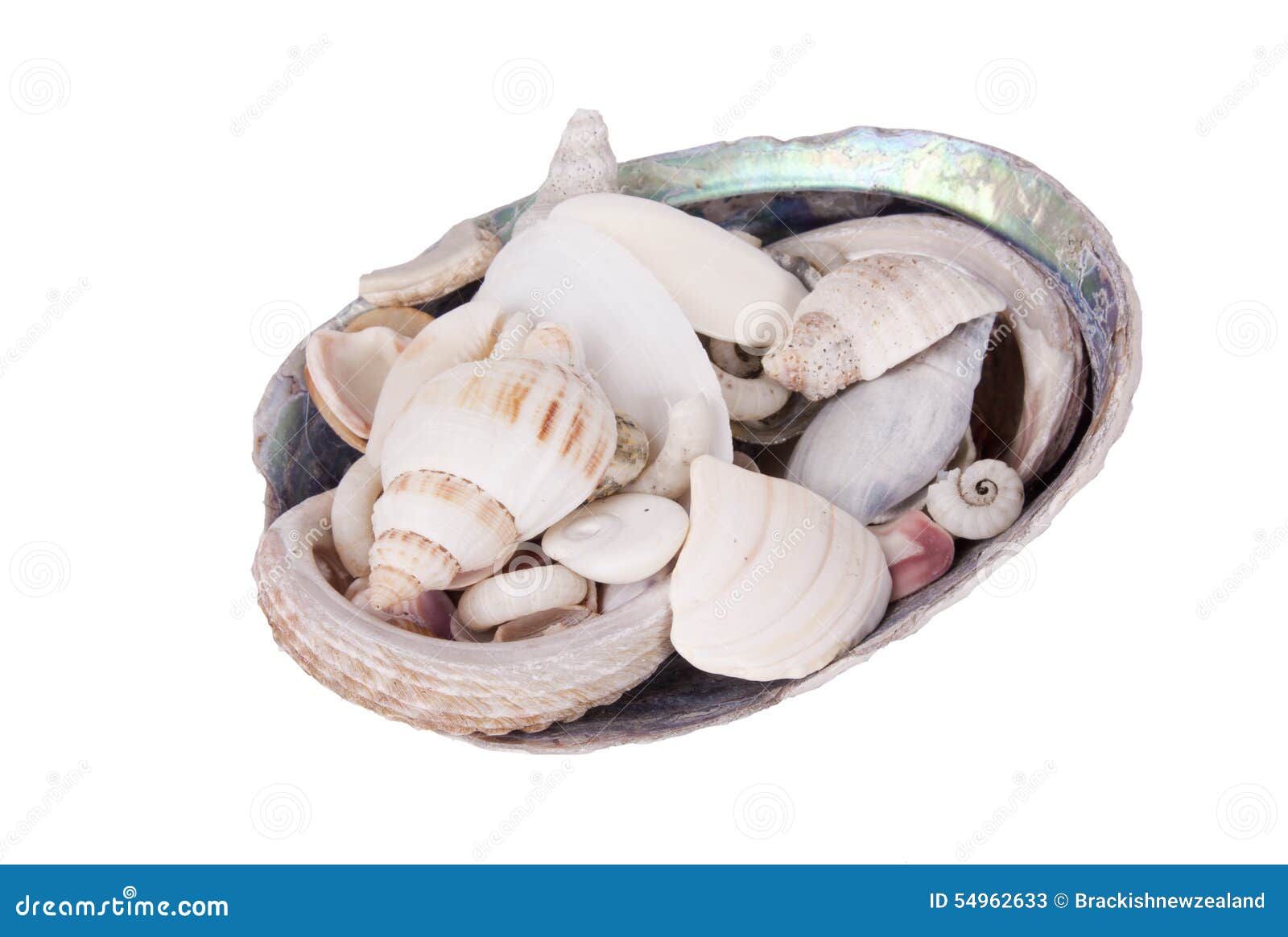 Paua Shell Filled with Sea Shells Stock Image - Image of marine, ocean ...