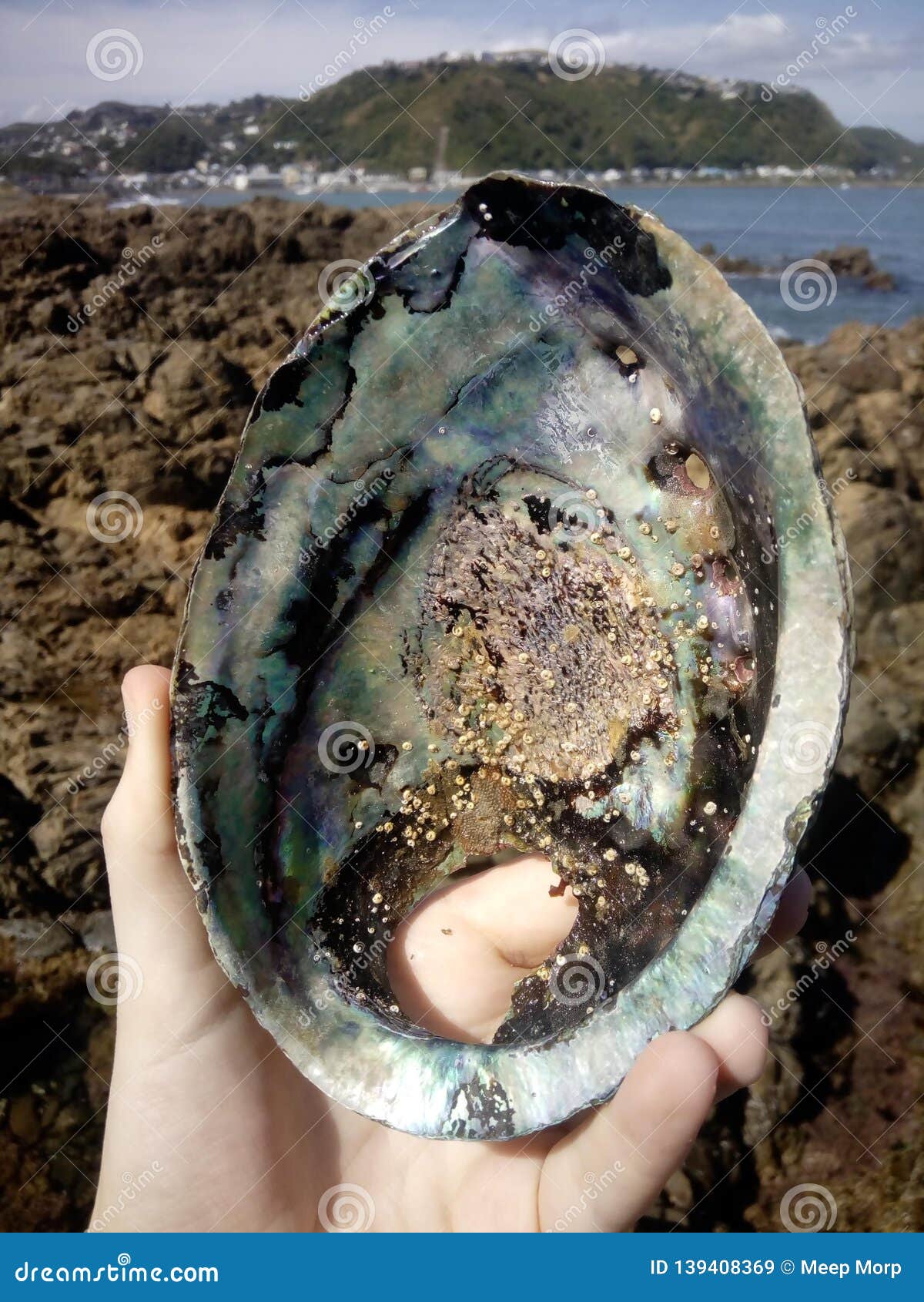 Paua shell in hand stock image. Image of paua, wellington - 139408369