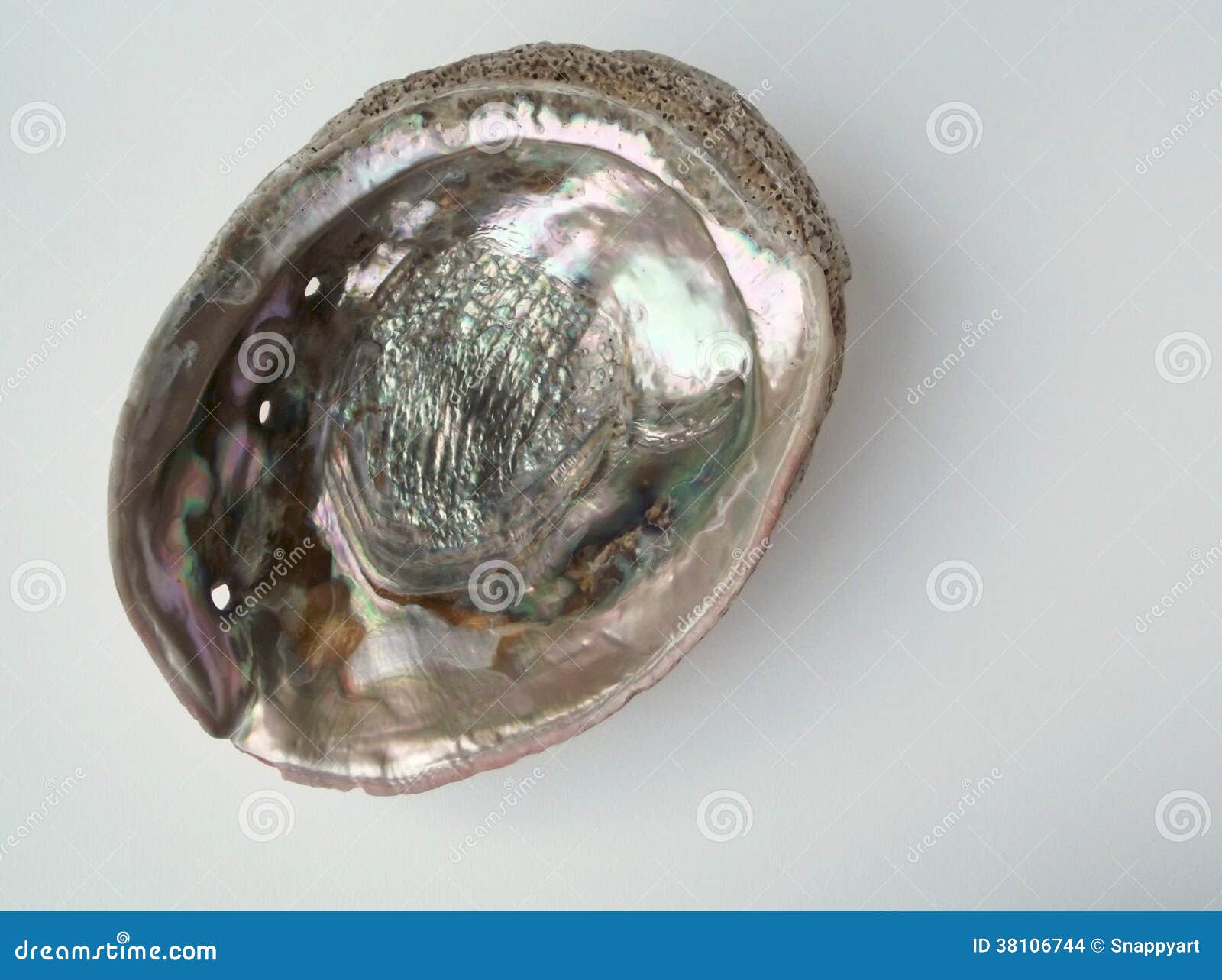 Paua shell interior stock photo. Image of irredesent - 38106744