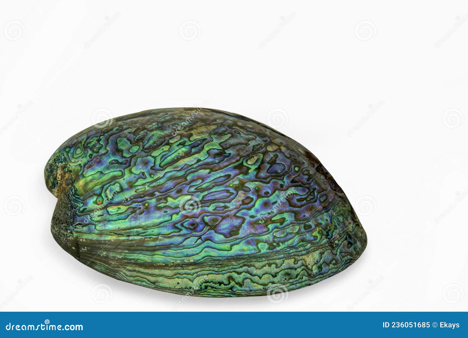 Paua Shell on a White Background Stock Image - Image of green, abalone ...