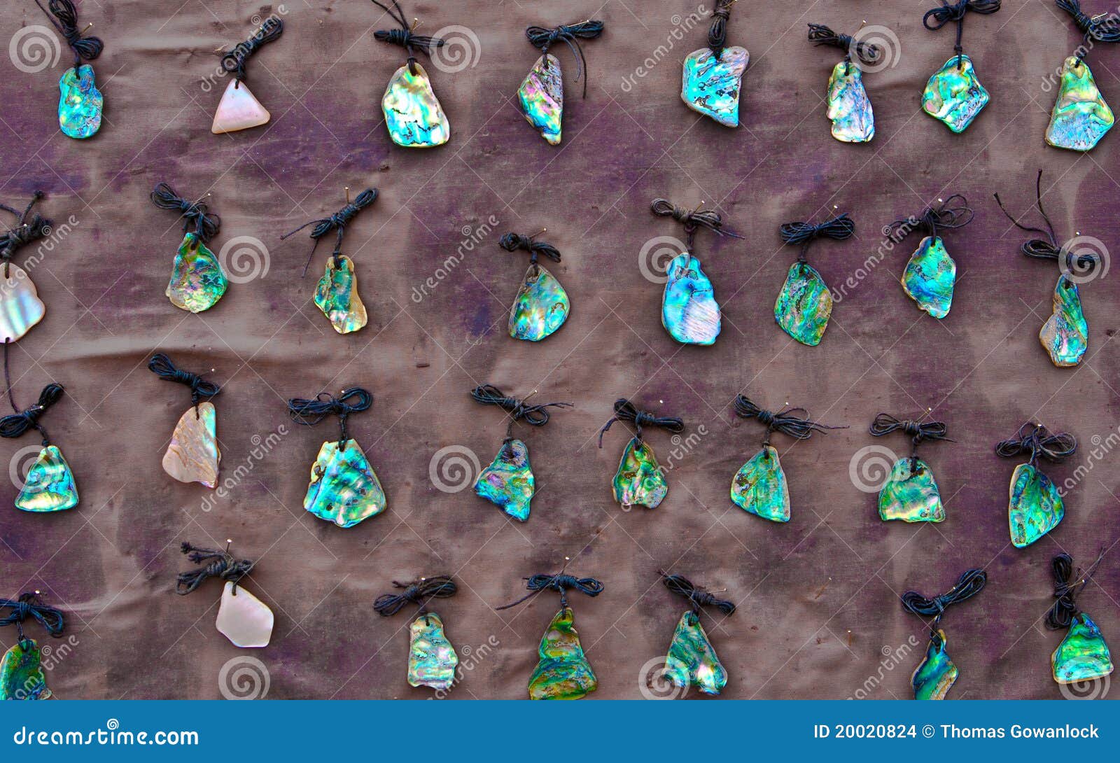 Paua shells stock photo. Image of colourful, green, isolated - 20020824