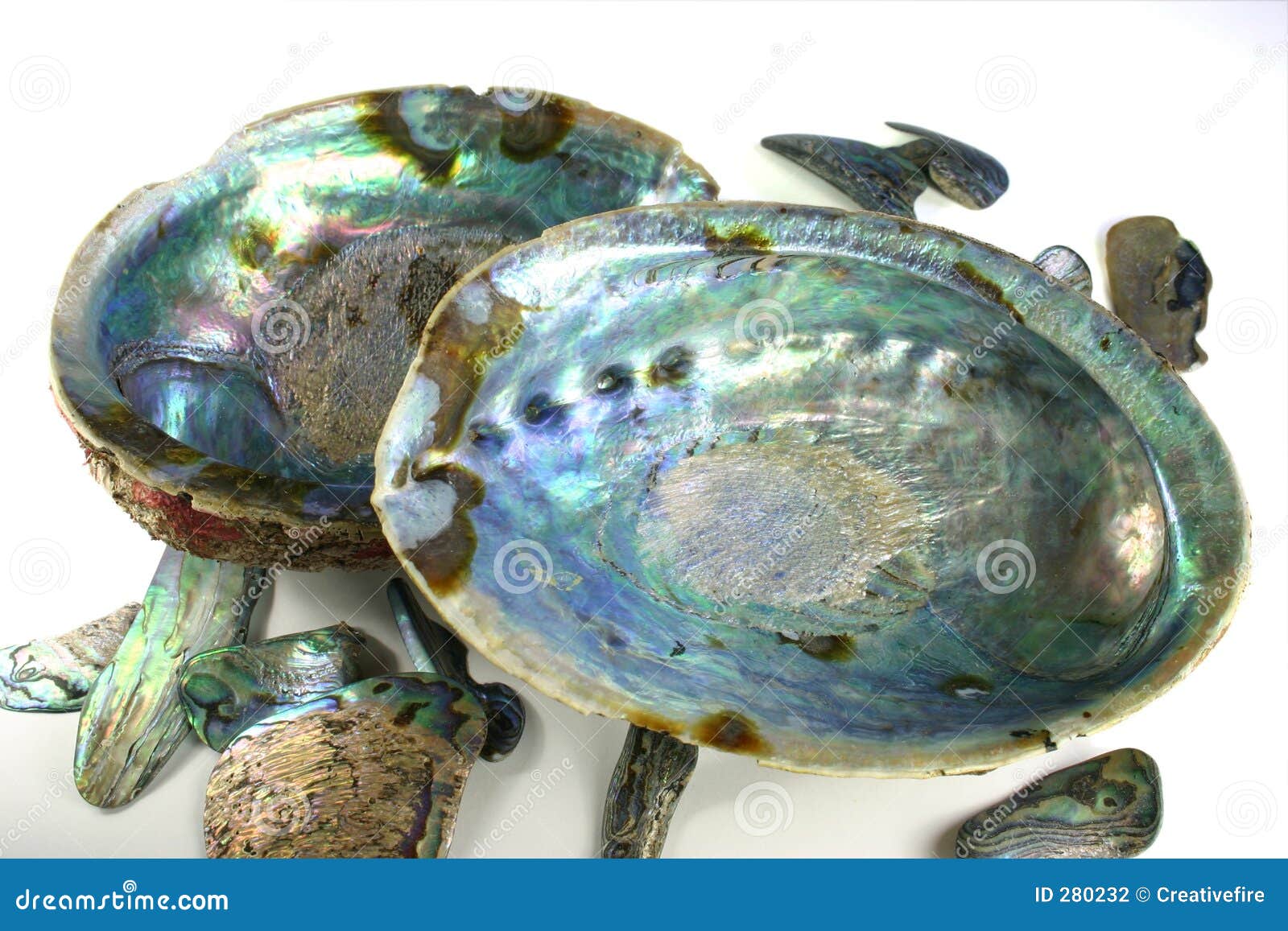 Paua Shells stock photo. Image of pearl, crustacean, texture - 280232