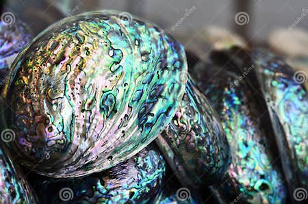 Paua shells stock photo. Image of curved, paua, expensive - 38038022