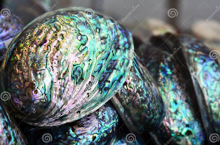 Paua shells stock photo. Image of curved, paua, expensive - 38038022