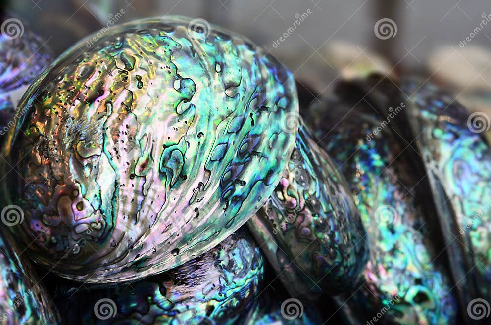 Paua shells stock photo. Image of curved, paua, expensive - 38038022