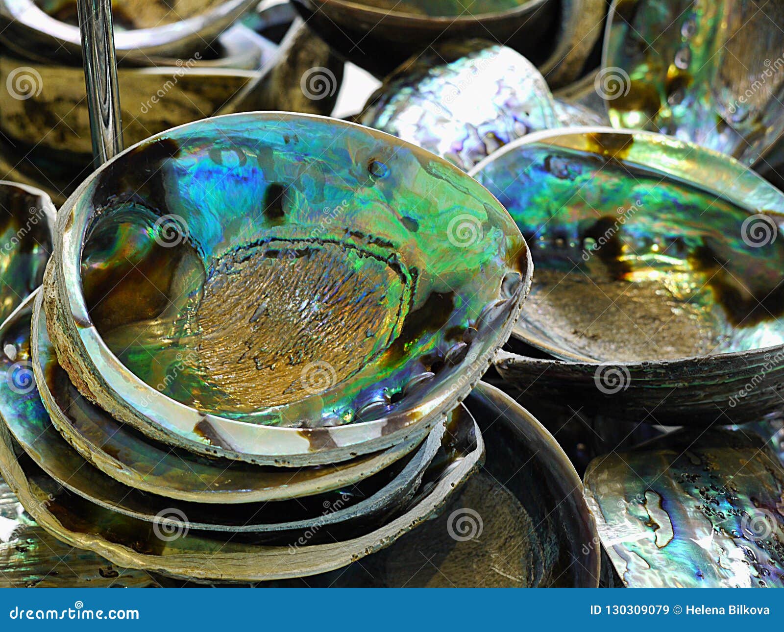 Paua Shells stock image. Image of curved, iridescent - 130309079