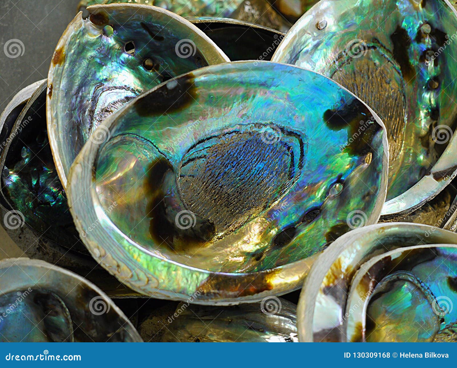 Paua Shells stock photo. Image of jewelry, natural, close - 130309168