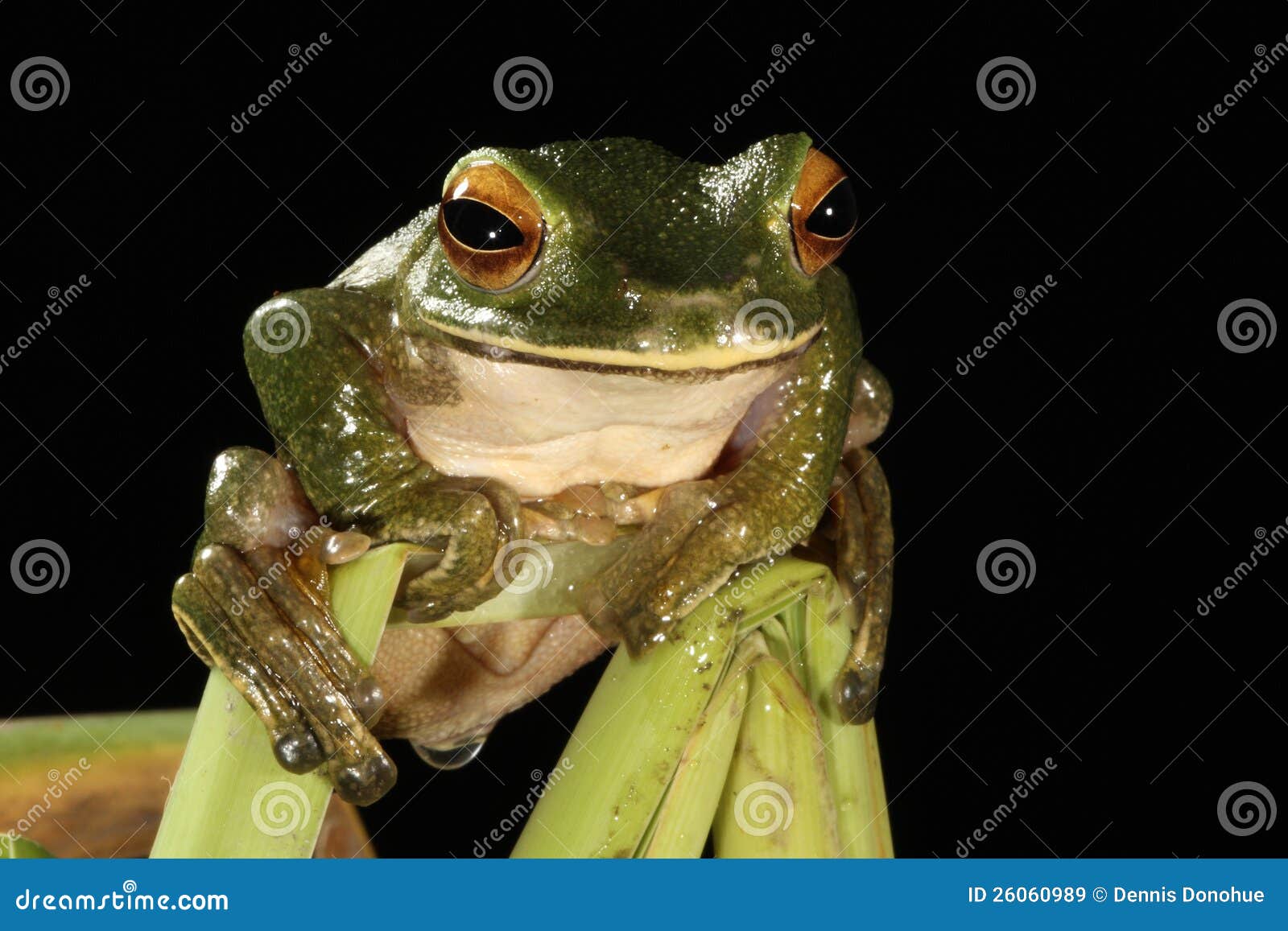 Pauliani s Dagger Frog stock image. Image of central - 26060989