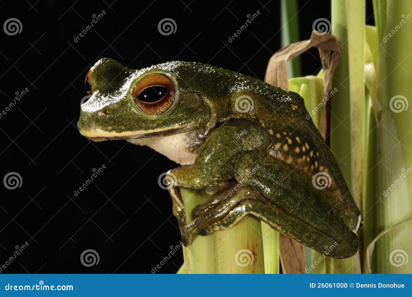 Pauliani s Dagger Frog stock photo. Image of jungle, central - 26061000