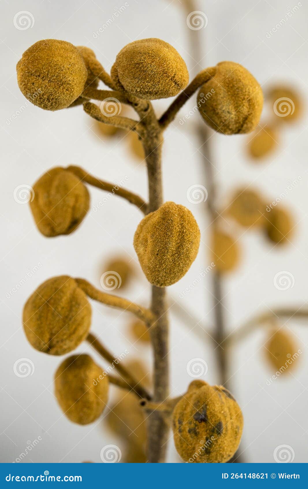 Flower Buds of Paulownia Tomentosa or Empress Tree Stock Image - Image ...