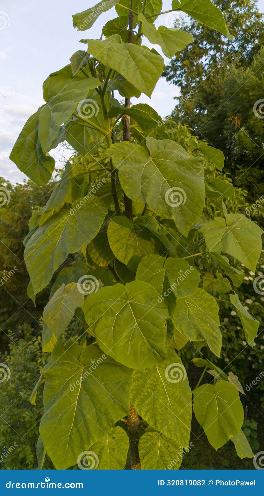 Paulownia Tomentosa (Foxglove Tree) Tree. Paulownia Plant Leaves ...